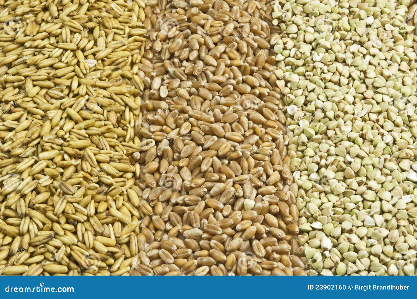 Three sorts of grain stock photo. Image of buckwheat - 23902160