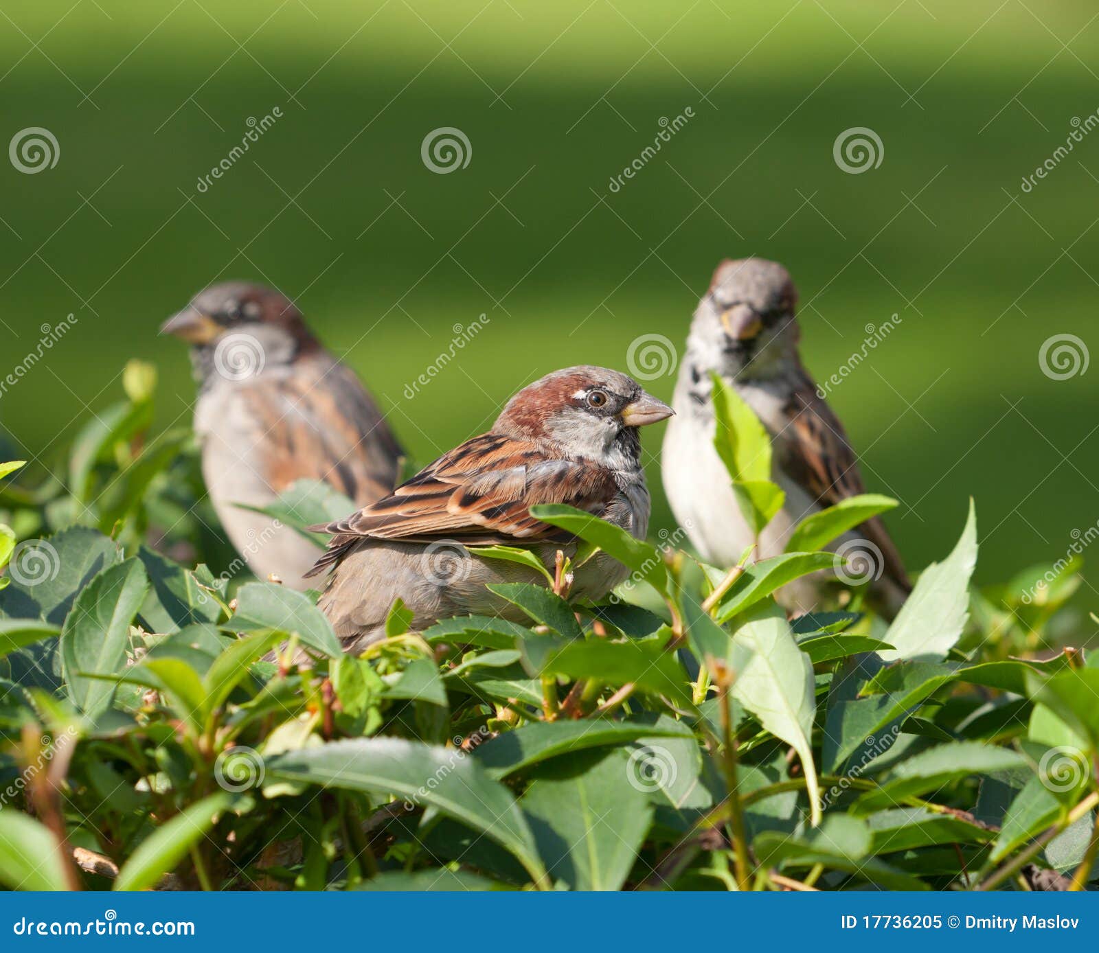 Three sparrows stock image. Image of feather, beauty - 17736205