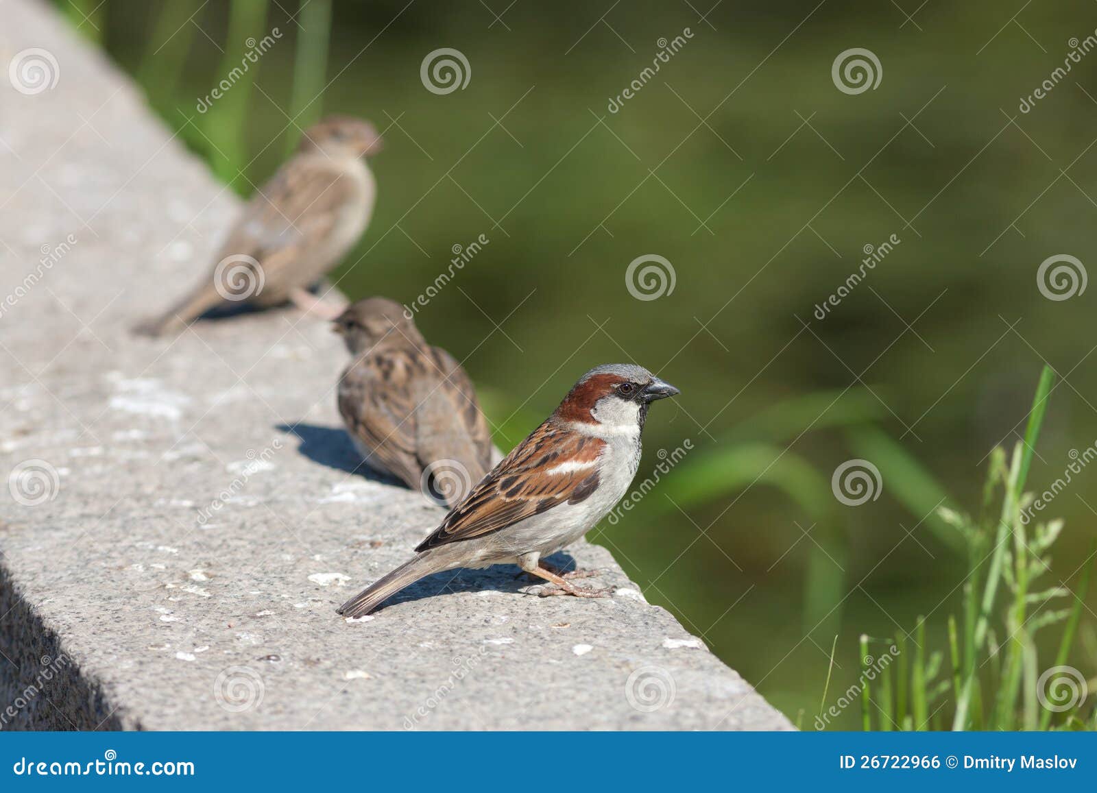 Three sparrows stock photo. Image of animals, color, green - 26722966
