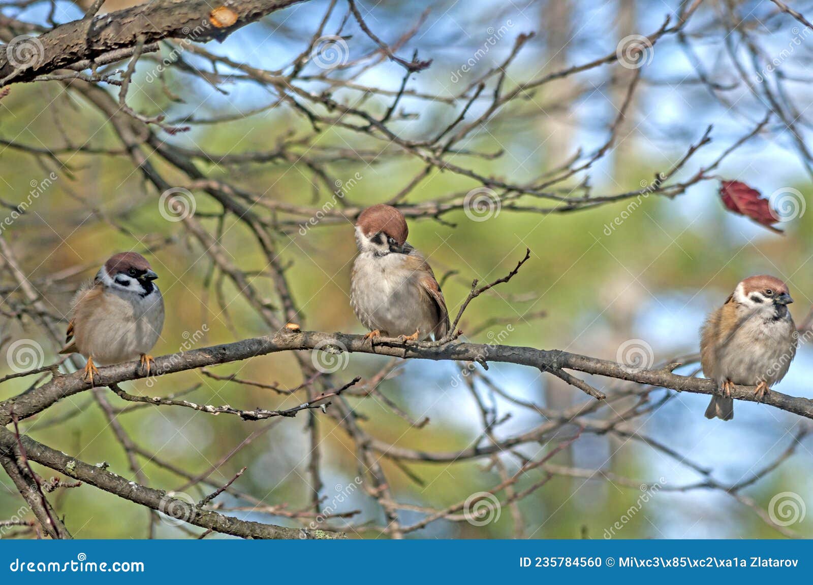 Three Sparrows on a Branch Rest in the Spring Sun. Stock Photo - Image ...