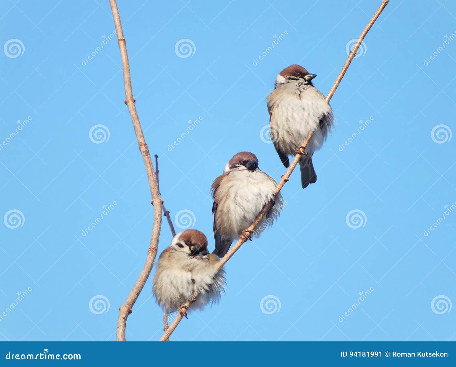 Three sparrows on branch stock image. Image of perching - 94181991