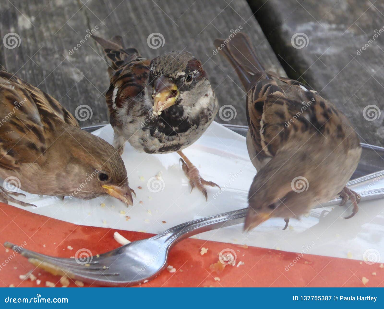 Three Sparrows Feeding Off Left Over Scraps on Plate Stock Image ...