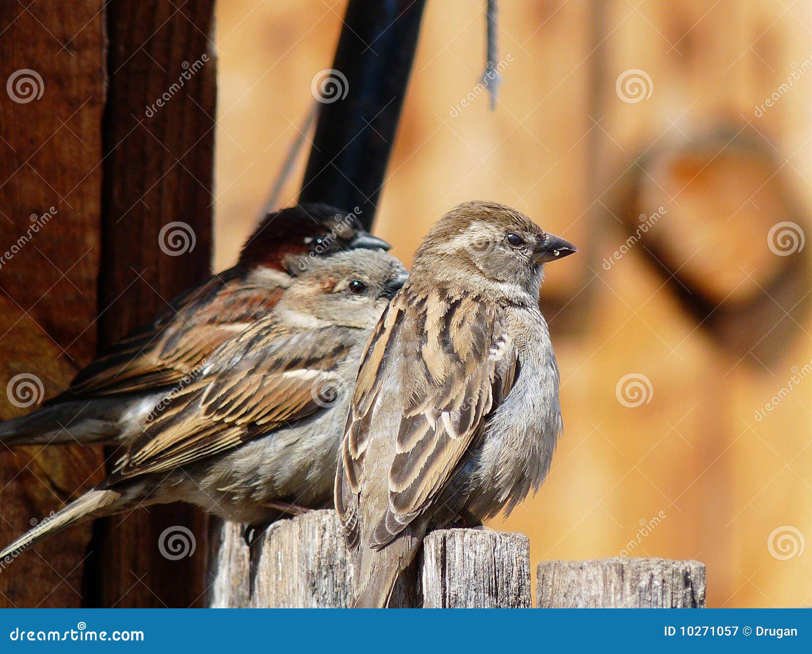 Three sparrows on fence stock image. Image of sitting - 10271057