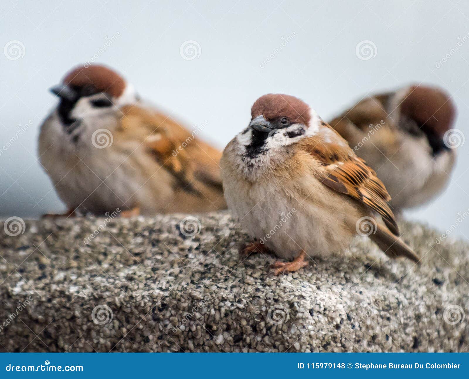 Three Sparrows Perching and Looking at the Camera Stock Photo - Image ...