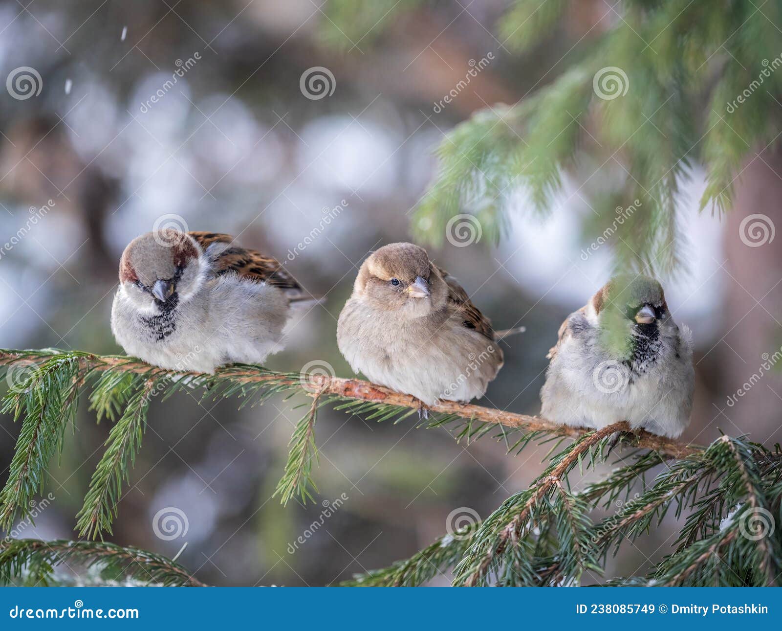 Three Sparrows Sits on a Fir Branch in the Autumn or Winter Stock Image ...