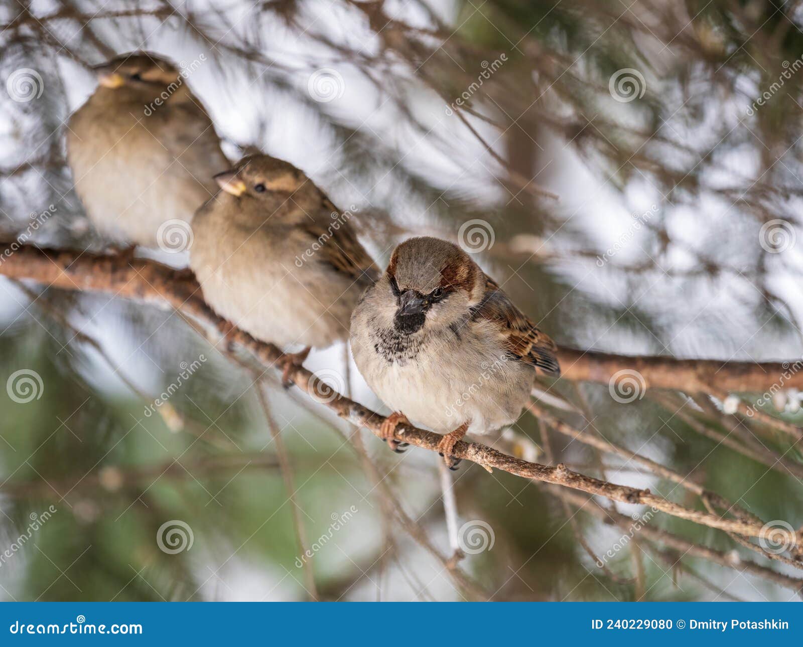 Three Sparrows Sits on a Fir Branch in the Autumn or Winter Stock Photo ...