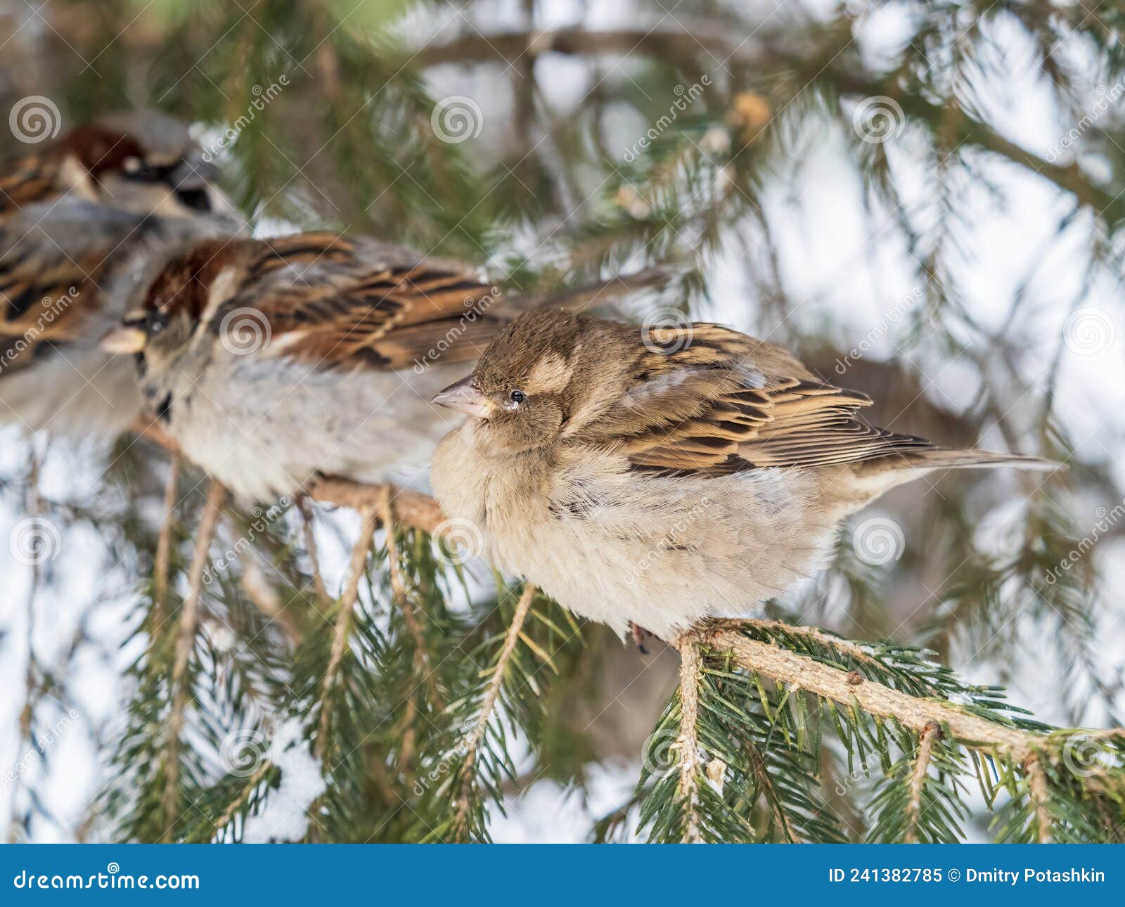 Three Sparrows Sits on a Fir Branch in the Autumn or Winter Stock Image ...