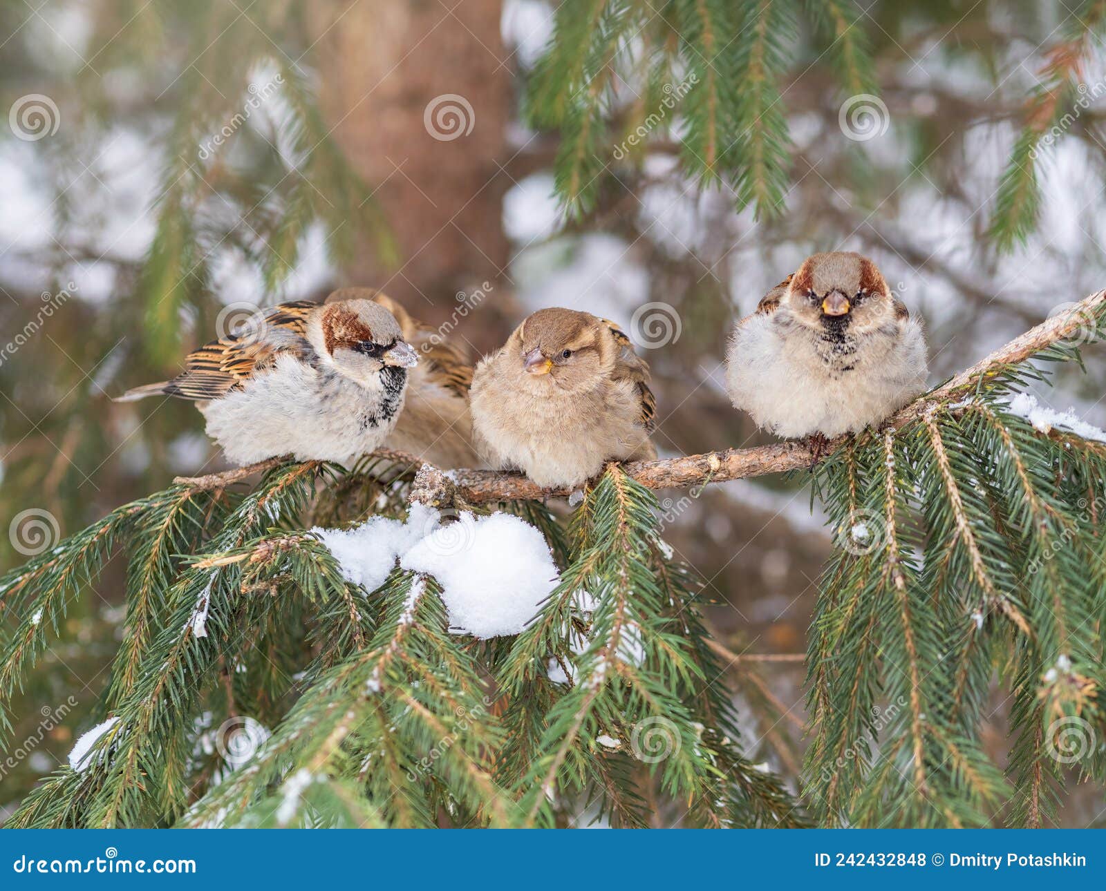 Three Sparrows Sits on a Fir Branch in the Autumn or Winter Stock Photo ...