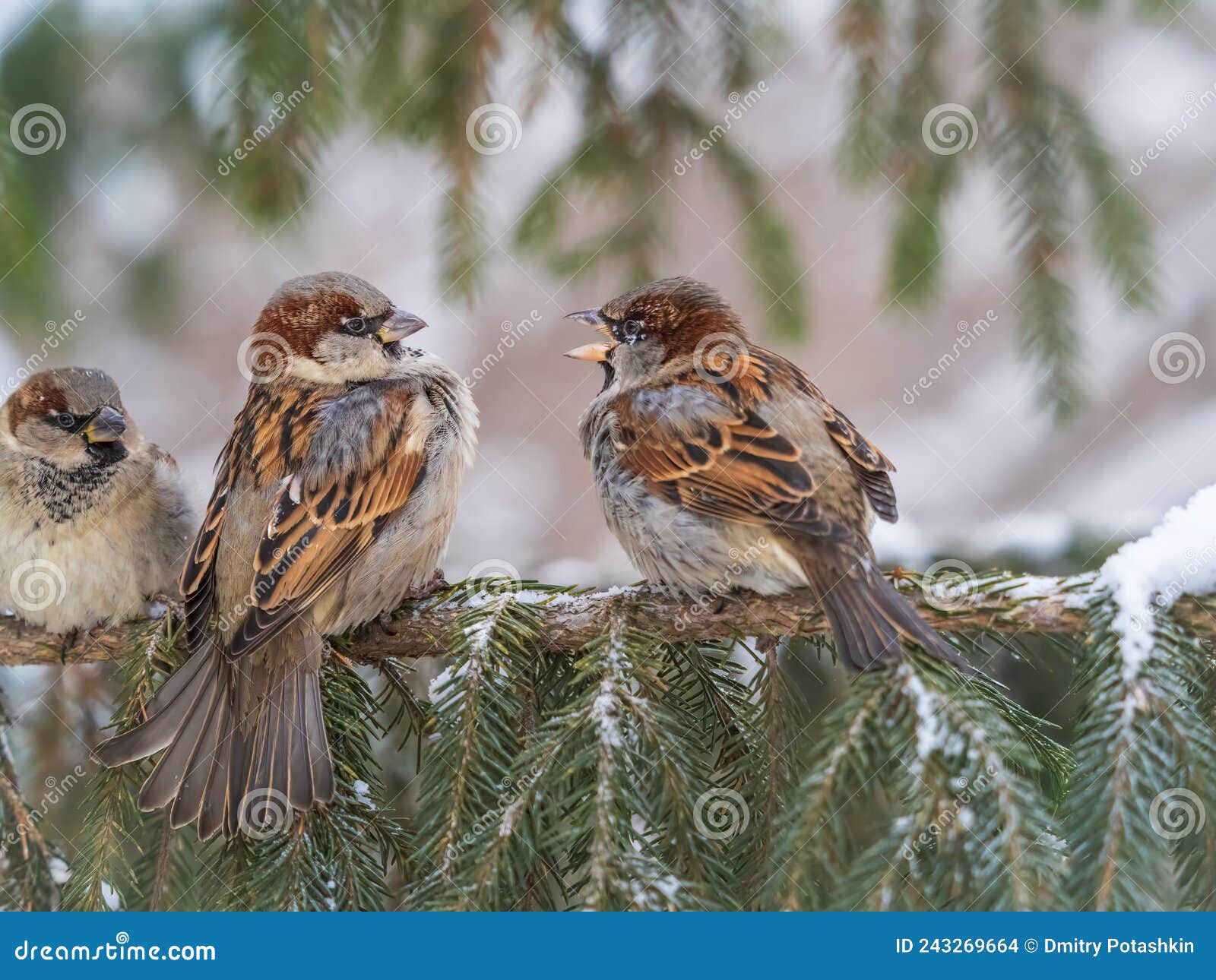 Three Sparrows Sits on a Fir Branch in the Autumn or Winter Stock Photo ...