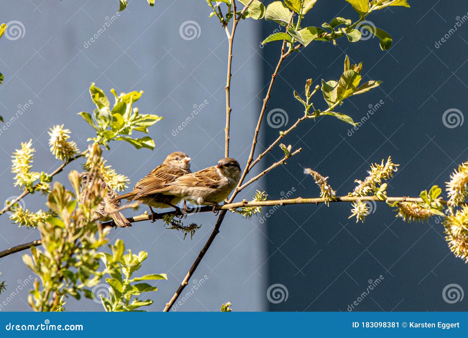 3 Sparrows Sitting Side by Side on a Branch Stock Image - Image of ...