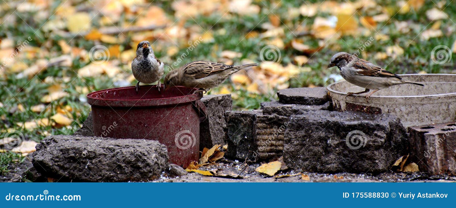 Three Sparrows are Sitting on Stones among the Grass Stock Photo ...