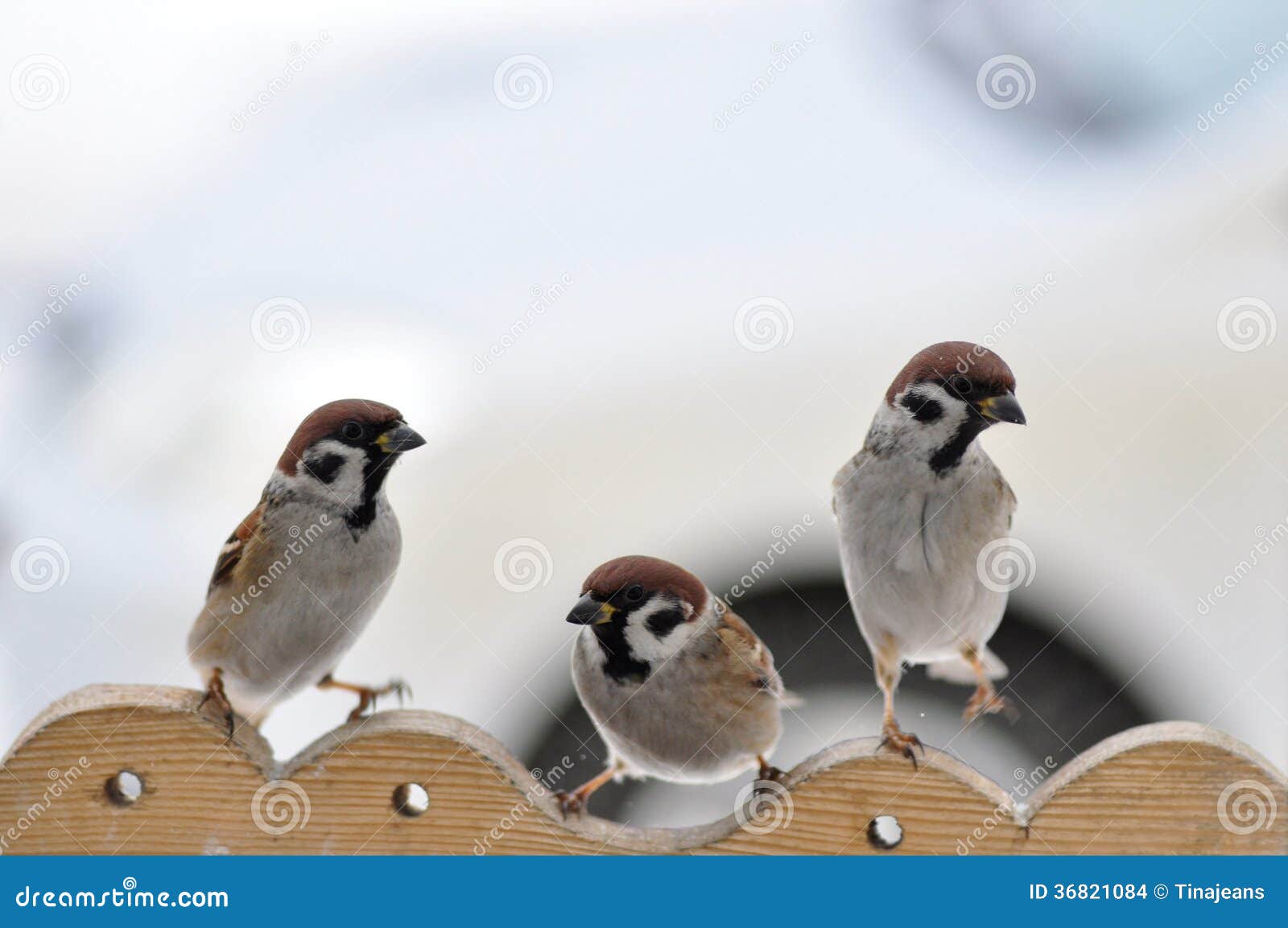 Three sparrows. stock photo. Image of hungry, winter - 36821084