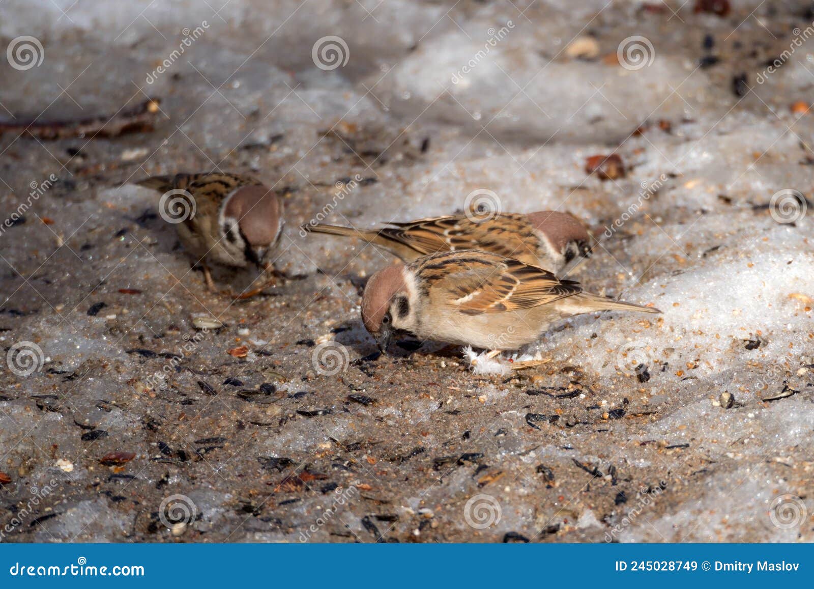 Three sparrows in spring stock image. Image of fauna - 245028749
