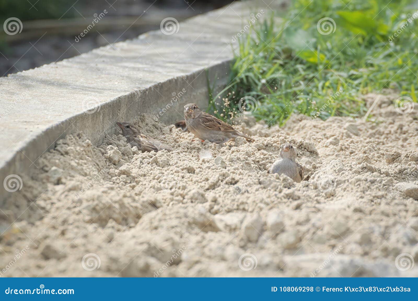 Three Sparrows Taking Sand Bath Stock Photo - Image of feathers, ground ...