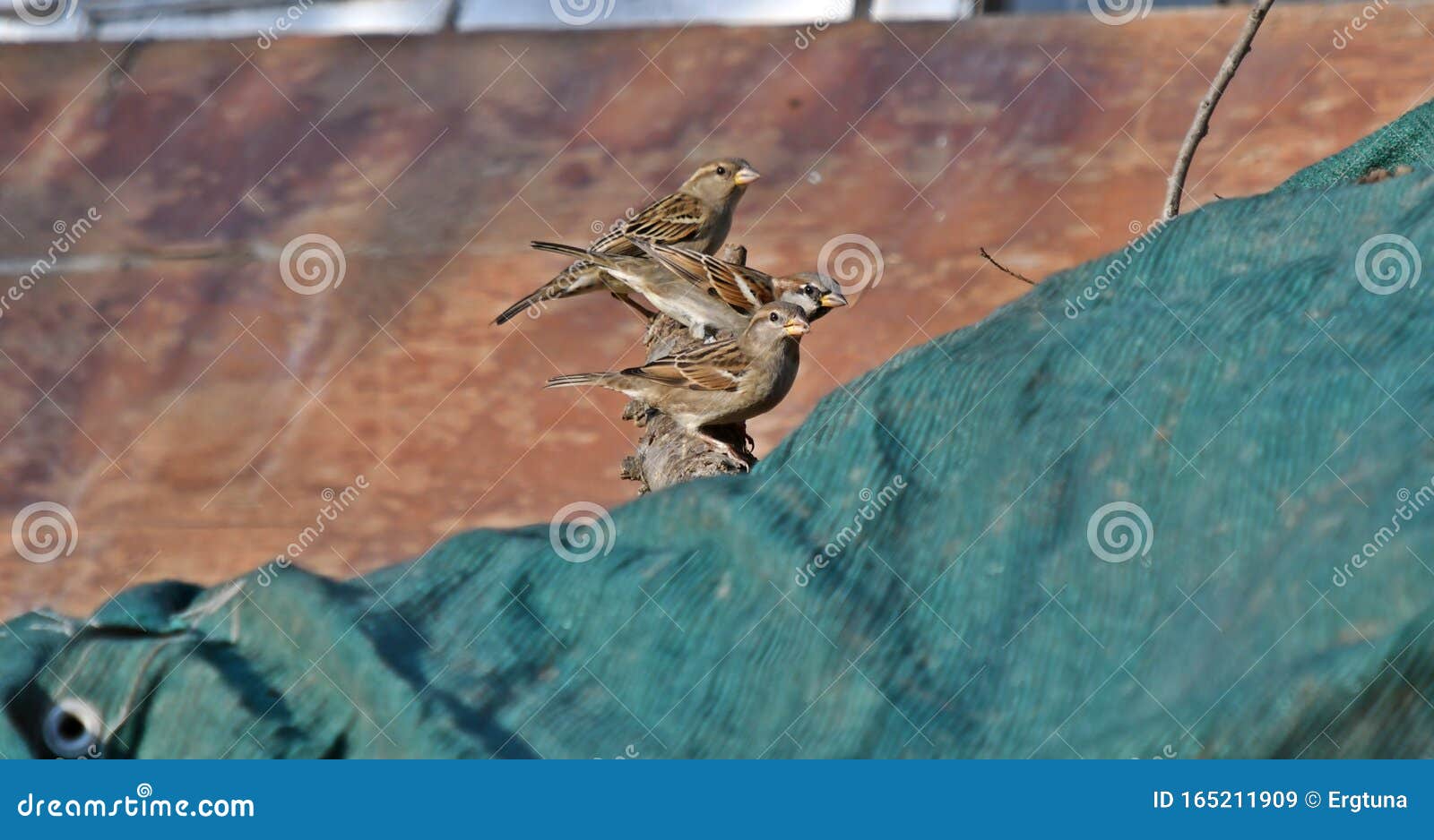 Three sparrows together stock image. Image of green - 165211909