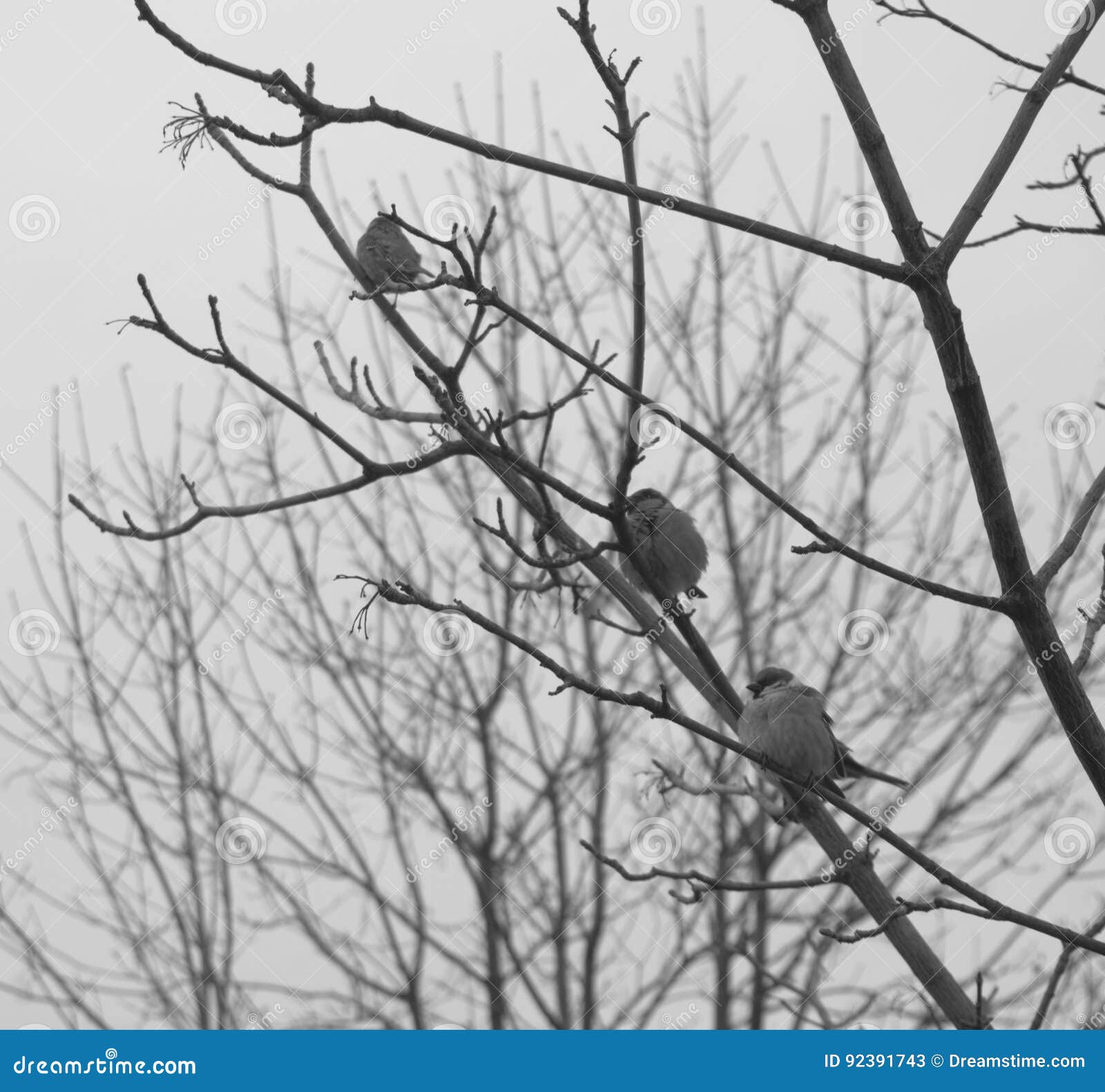 Three Sparrows on a Tree Branch Stock Image - Image of hungry, sitting ...