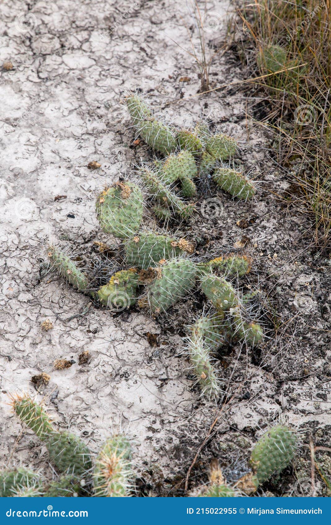 Cactus in Alberta Canada stock image. Image of province - 215022955