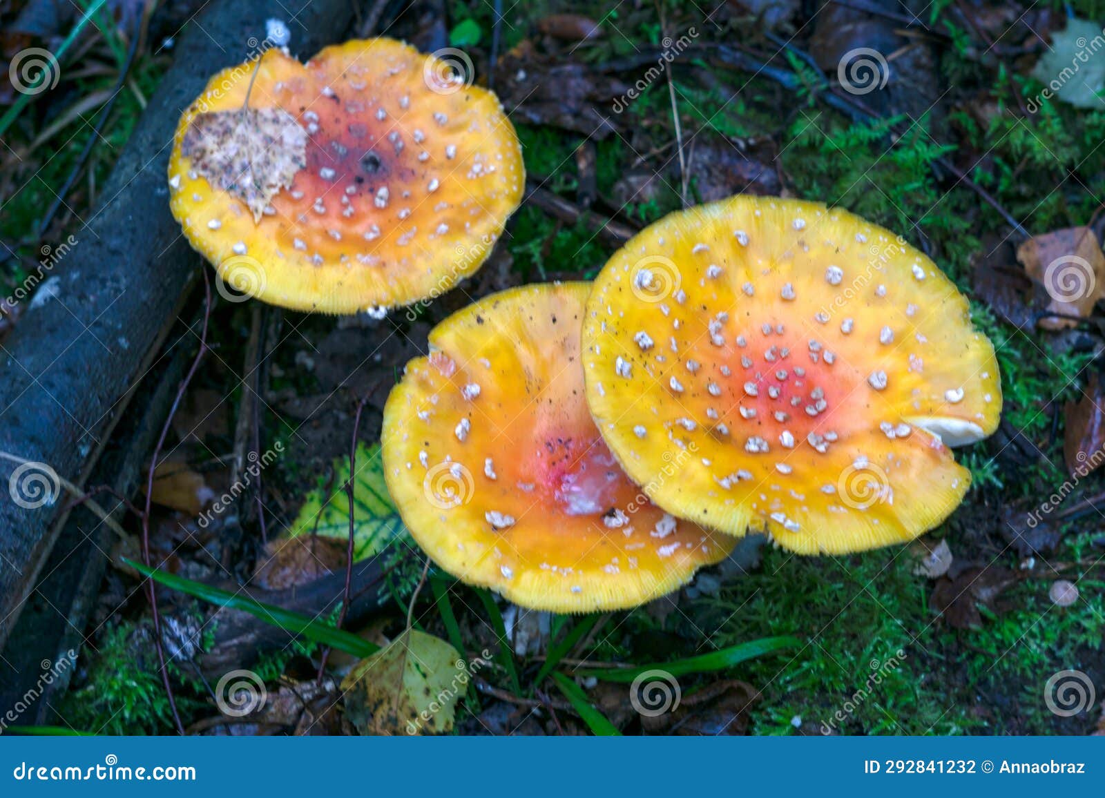 Three Speckled Yellow Fly Agaric Mushrooms Grow in the Forest. Stock ... Three Speckled Yellow Fly Agaric Mushrooms Grow in the Forest. Stock ...