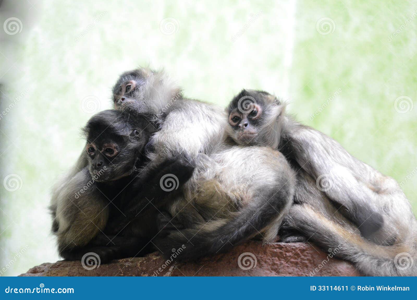 Three spider monkeys2 stock image. Image of stare, pile - 33114611
