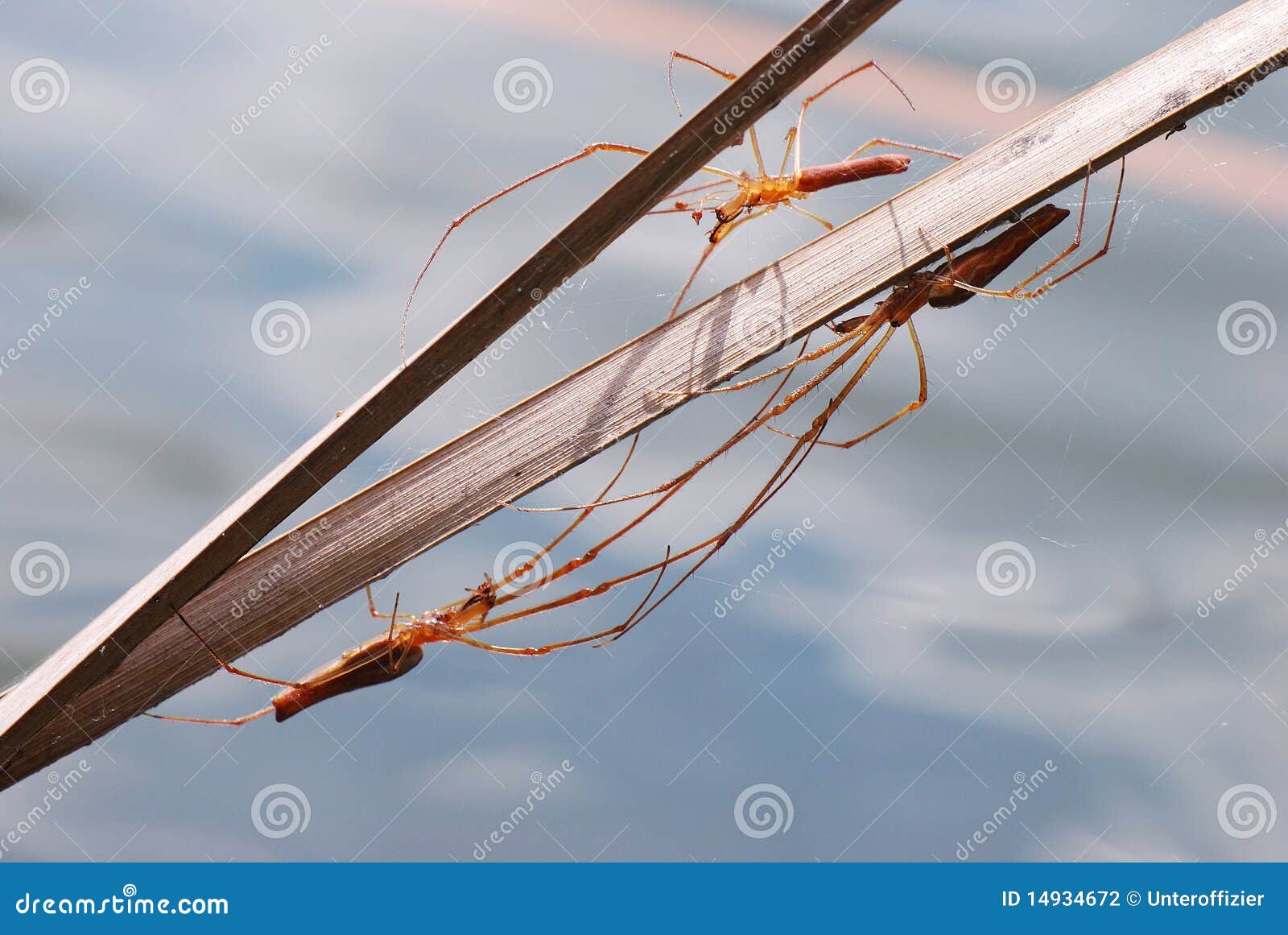 Three Spiders stock photo. Image of ecology, arachnophobia - 14934672