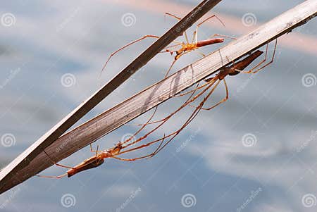 Three Spiders stock photo. Image of ecology, arachnophobia - 14934672