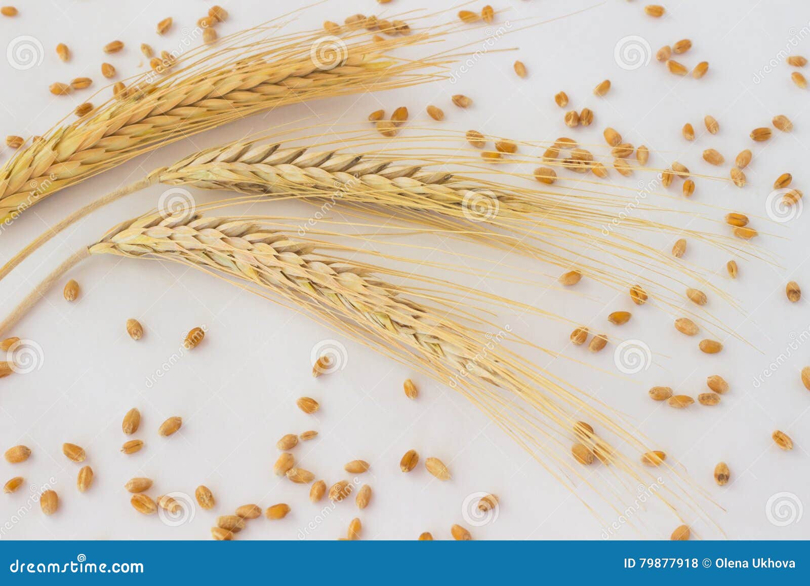 Three Spikelets Of Wheat Tied With Rope And Two Barley Twig Stock Image ...