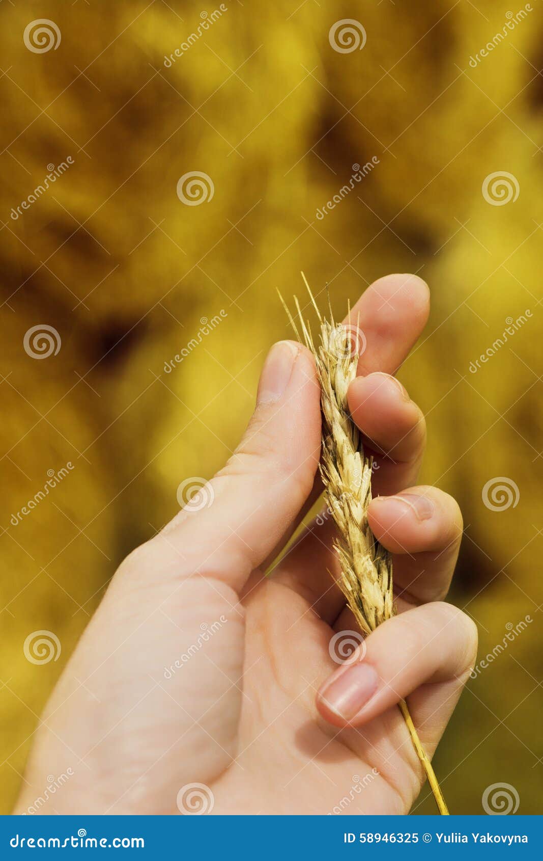 Three Spikelets Of Wheat Tied With Rope And Two Barley Twig Stock Image ...