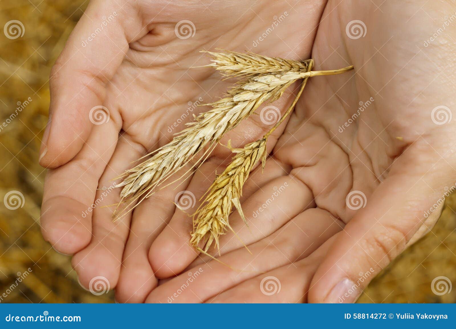 Three Spikelets Of Wheat Tied With Rope And Two Barley Twig Stock Image ...