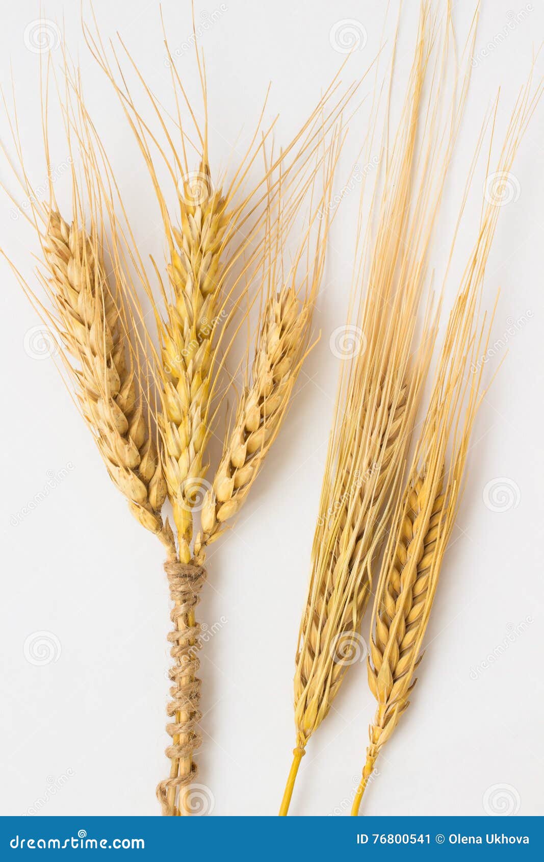 Three Spikelets Of Wheat Tied With Rope And Two Barley Twig Stock Image ...