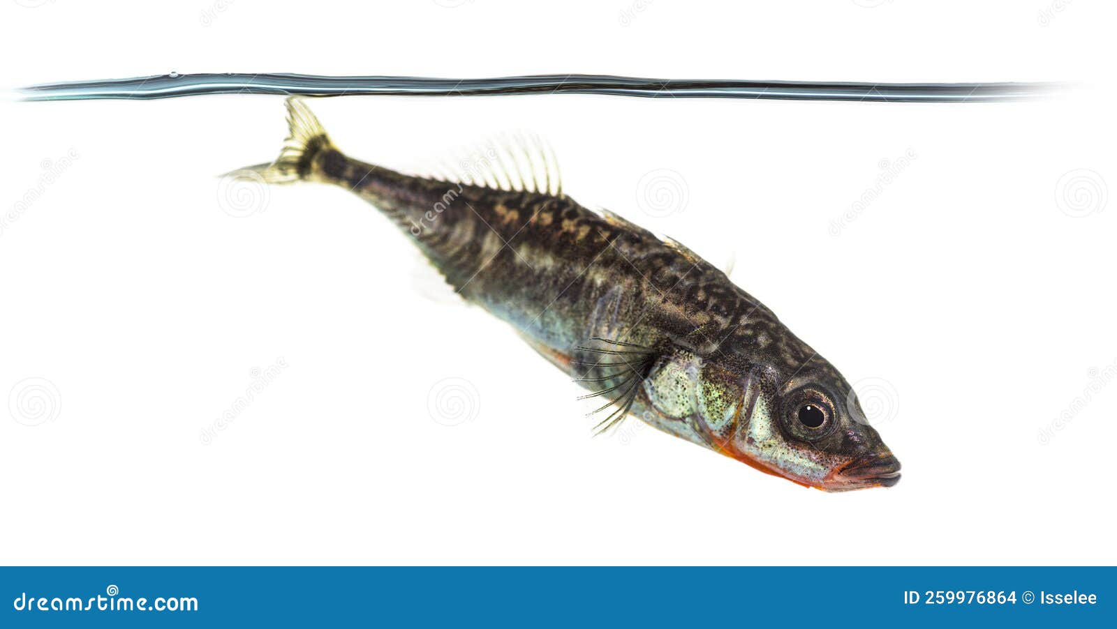 Three-spined Stickleback Fish Underwater, Gasterosteus Aculeatus ...