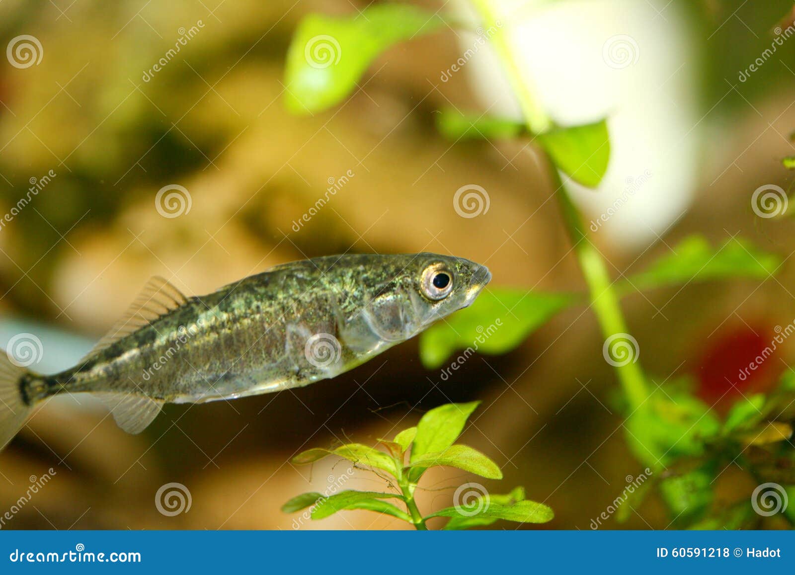 Three-spined Stickleback (Gasterosteus Aculeatus) Stock Photo - Image ...