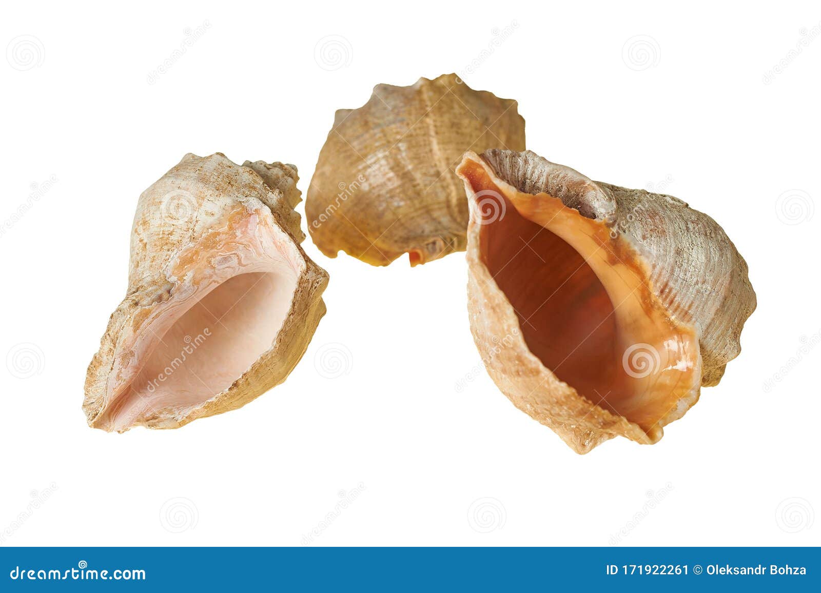 Three Spiral Empty Aged Seashells Isolated on White Background Stock ...