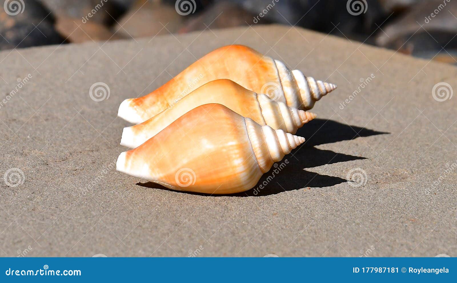 Three spiral seashells stock image. Image of closeup - 177987181