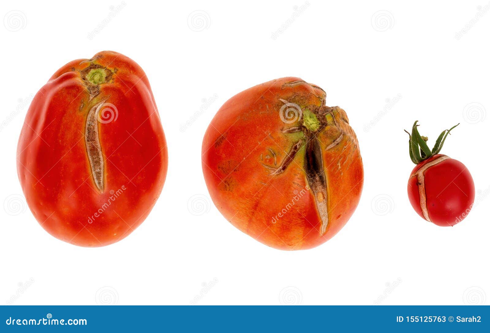 Three Split, Cracked Tomatoes Due To Rain after Drought, Gardening ...