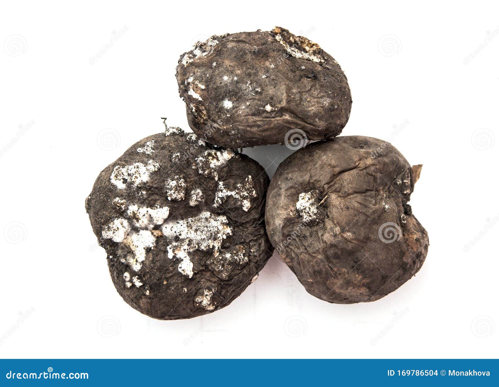 Three spoiled potatoes stock photo. Image of harvest - 169786504