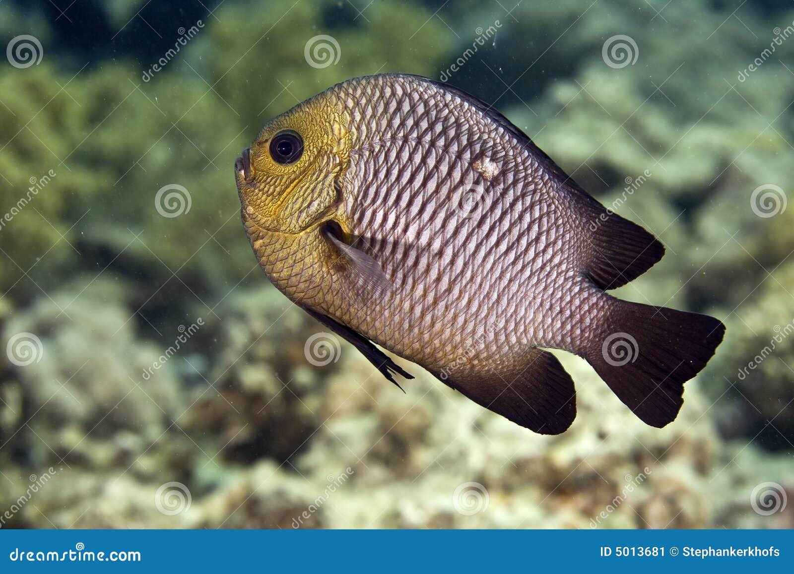 Three-spot Dascyllus (dascyllus Trimaculatus) Stock Image - Image of ...