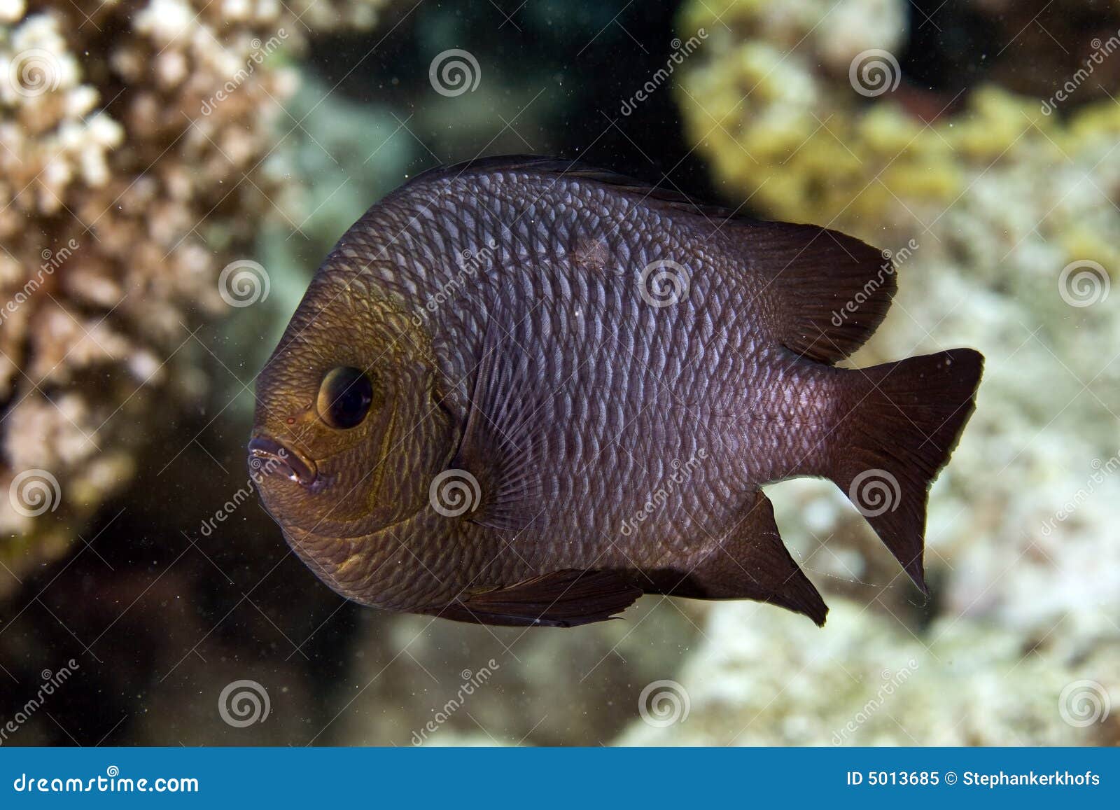 Three-spot Dascyllus (dascyllus Trimaculatus) Stock Image - Image of ...