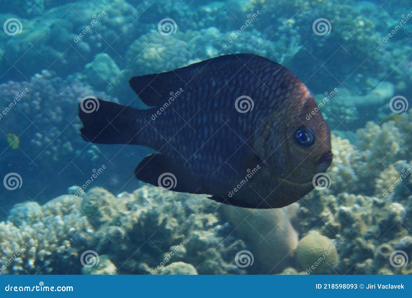 Three-spot Dascyllus Dascyllus Trimaculatus Fish Stock Image - Image of ...