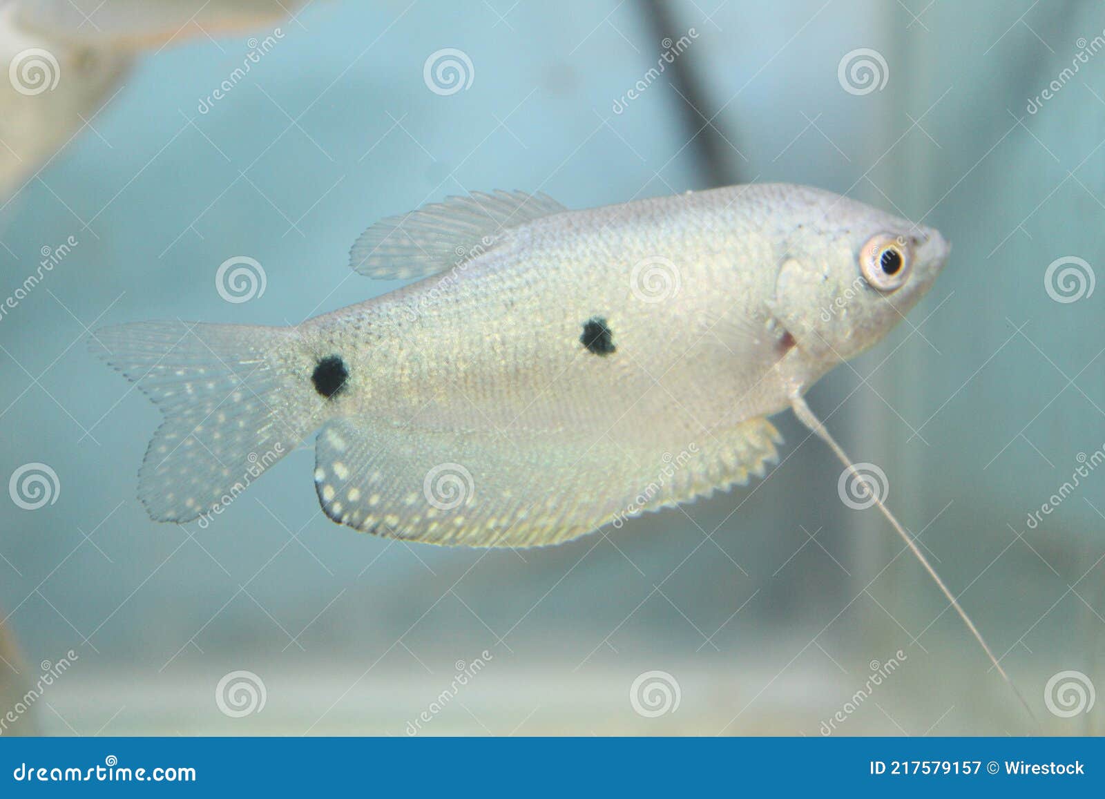 Three Spot Gourami (Trichopodus Trichopterus) Fish Stock Image - Image ...