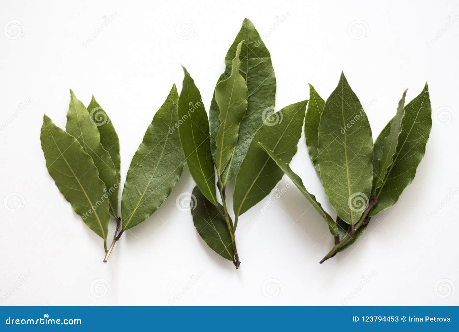 Three Sprigs of Laurel Leaves on White Background Stock Image - Image ...