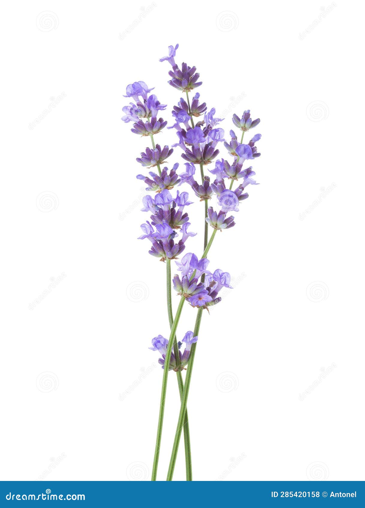 Three Sprigs of Lavender Isolated on White Background Stock Photo ...