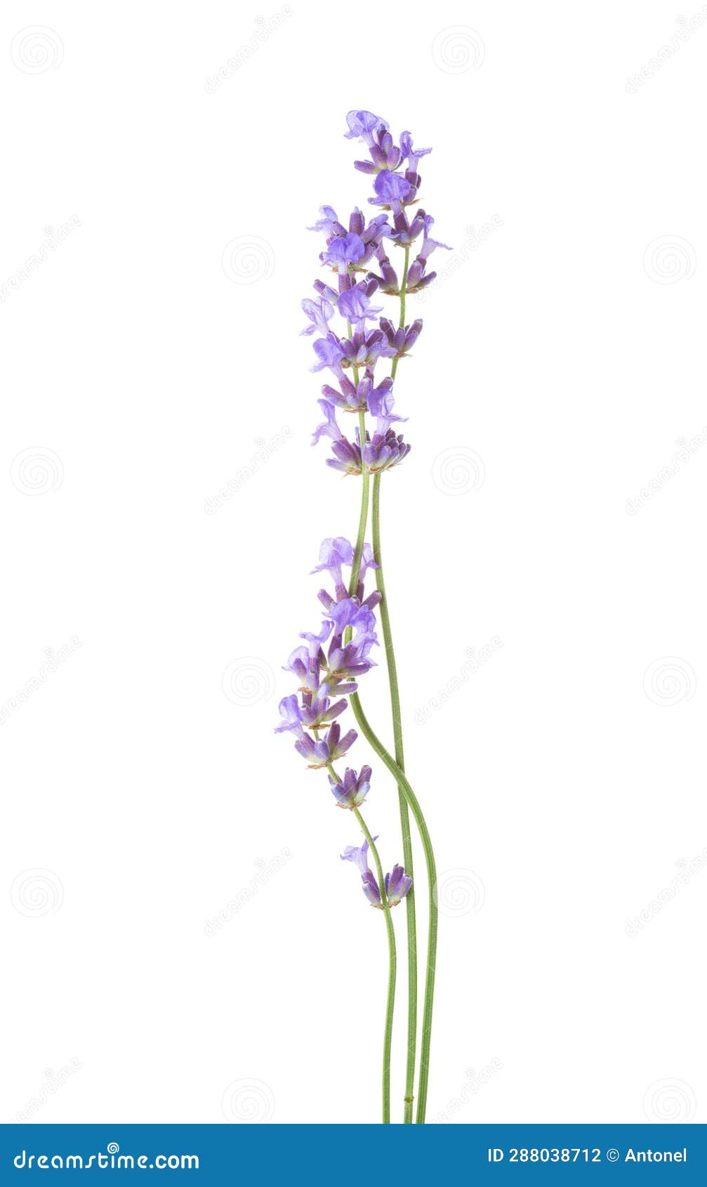 Three Sprigs of Lavender Isolated on White Background Stock Photo ...