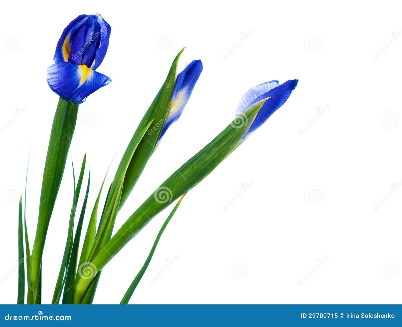Three spring irises stock image. Image of iris, backgrounds - 29700715
