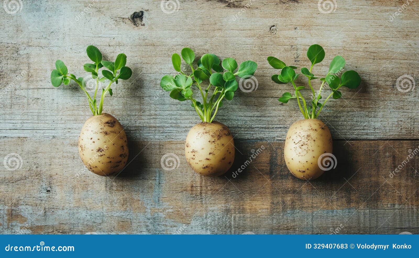 Three Sprouting Potatoes on Wooden Surface, Agricultural Concept Stock ...