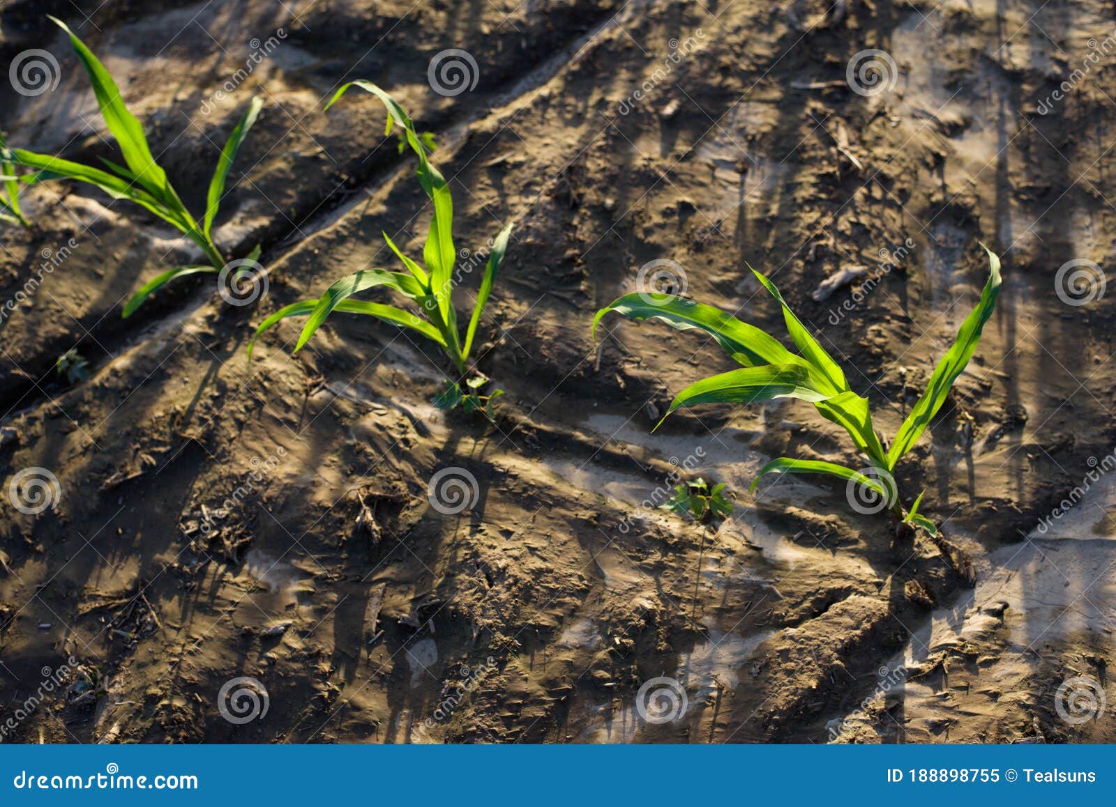 Three Sprouts of Corn Grow on a Dry Field. Stock Image - Image of ...