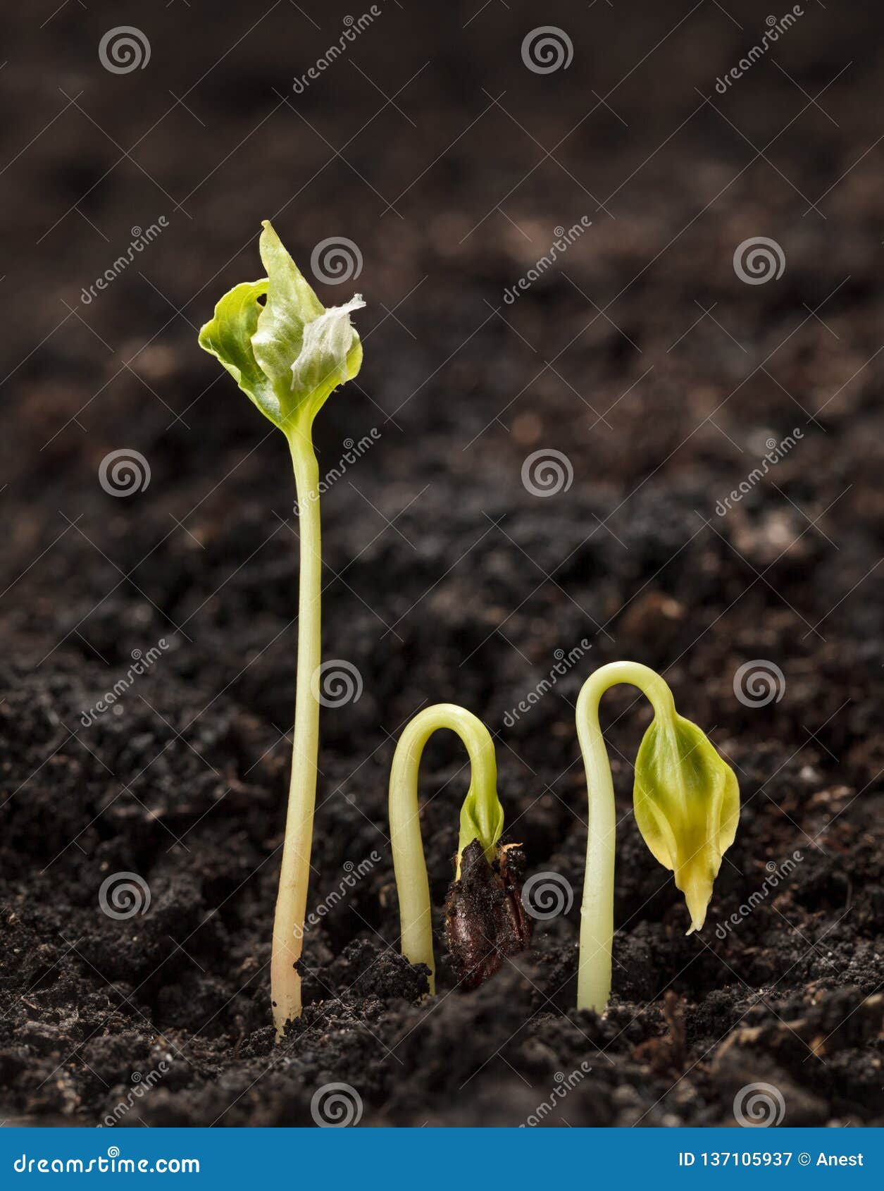 Three sprouts of grape stock image. Image of growing - 137105937