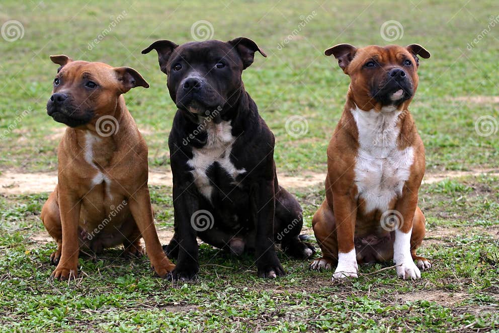 Three staffordshire stock photo. Image of fighiting, puppy - 1785200