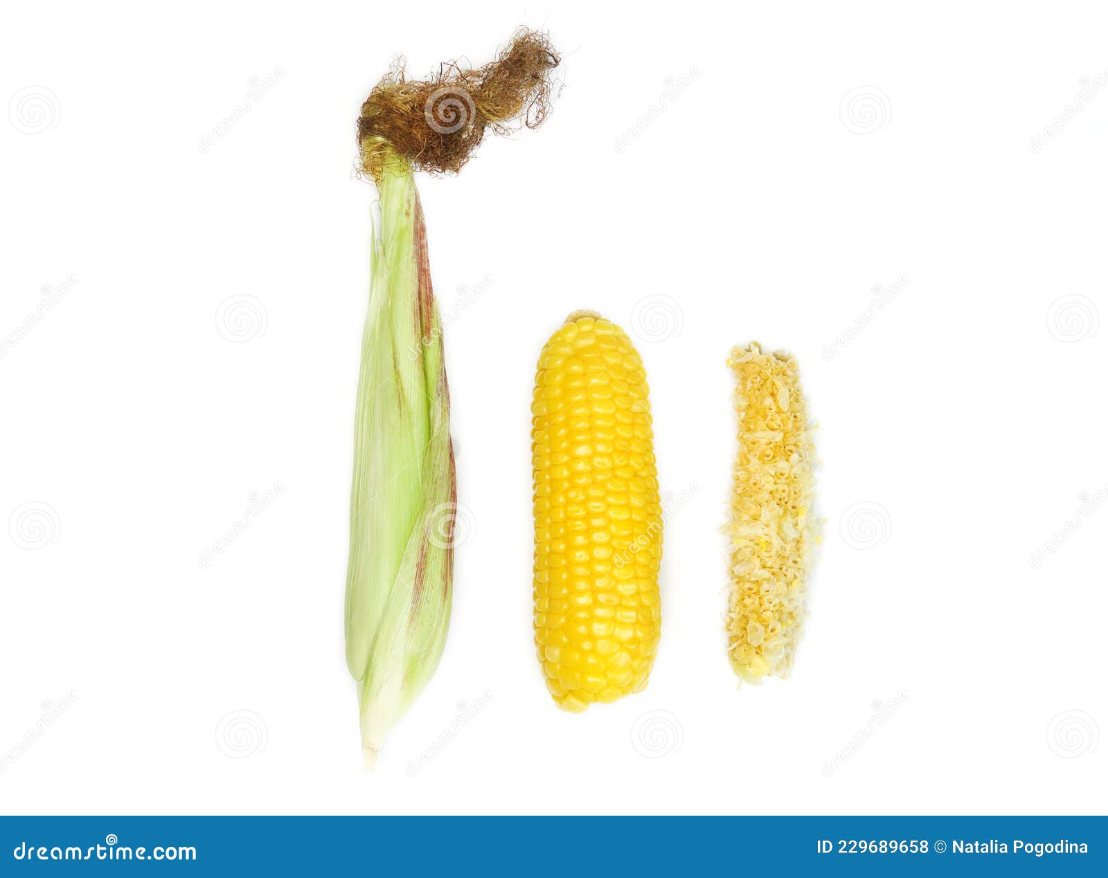 Three Stages of Boiled Sweet Corn Eating Process. Full,bitten and Empty ...