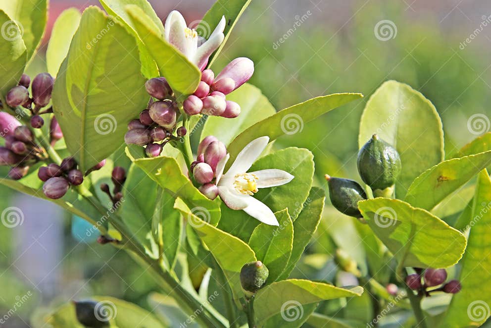 Three Stages of Lemon Growth Stock Image - Image of young, growth: 13530417