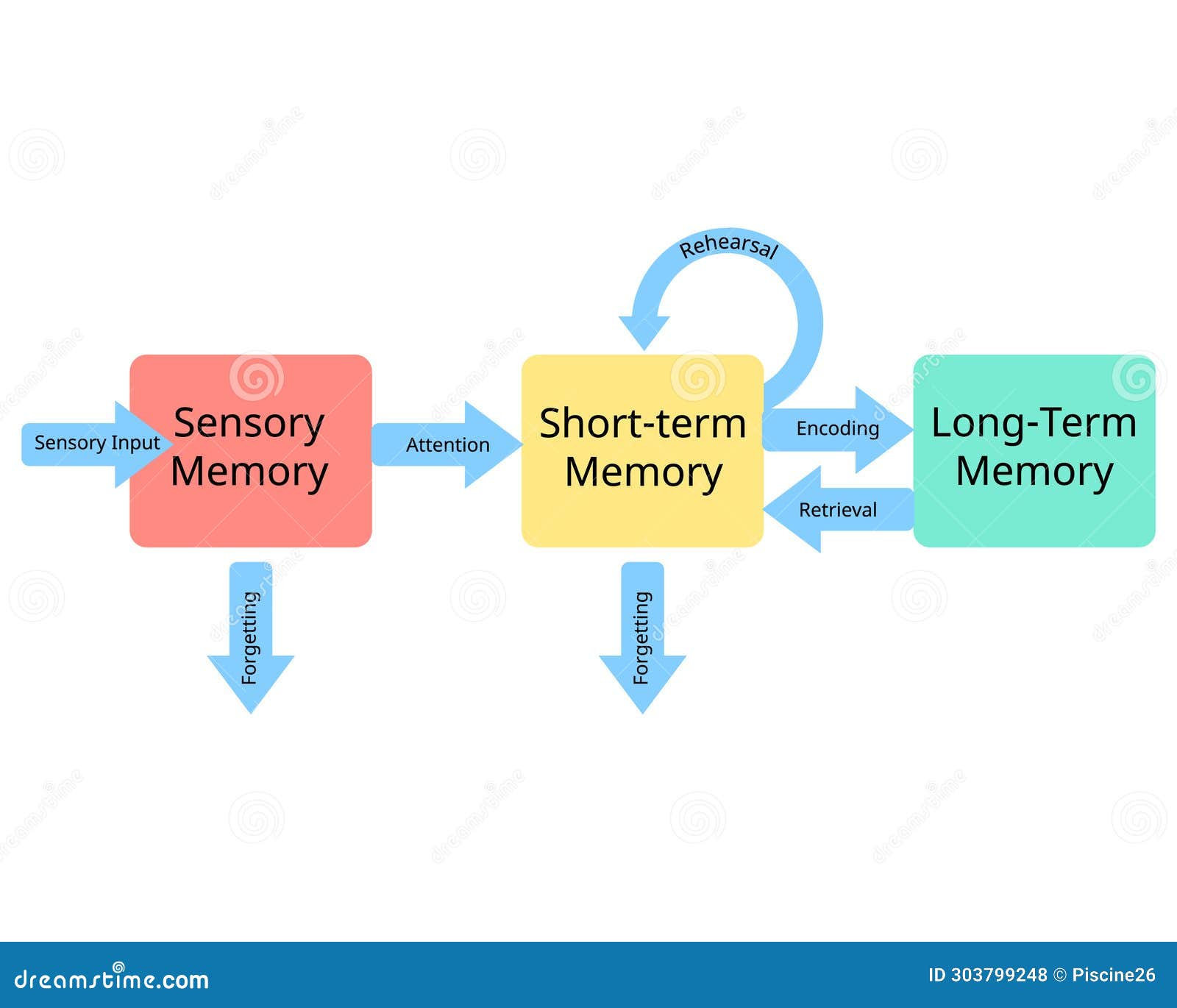 Three Stages of Memory from Sensory Memory To Short Term Memory and ... Three Stages of Memory from Sensory Memory To Short Term Memory and ...